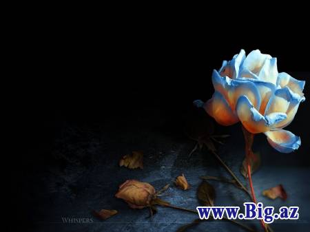 Gözəl Gül Şəkilləri