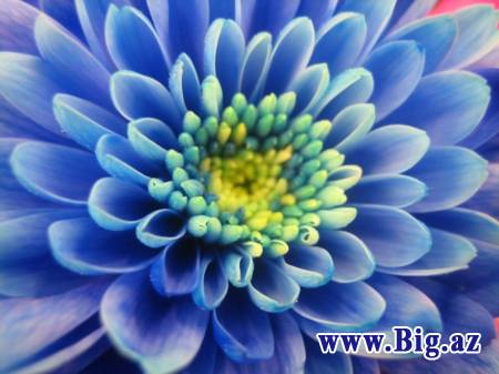 Gözəl Gül Şəkilləri