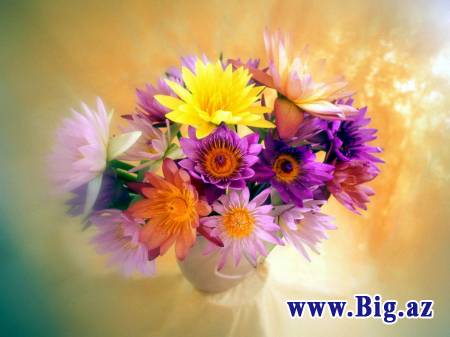 Gözəl Gül Şəkilləri