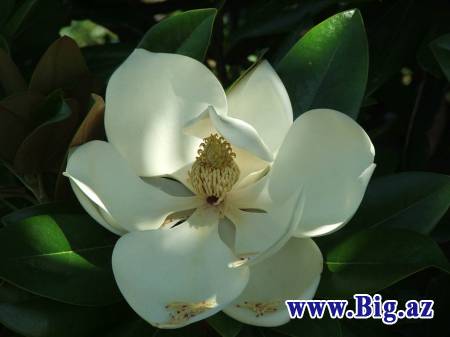 Gözəl Gül Şəkilləri