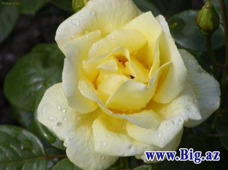 Gözəl Gül Şəkilləri