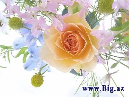 Gözəl Gül Şəkilləri