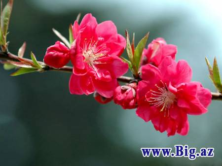 Gözəl Gül Şəkilləri