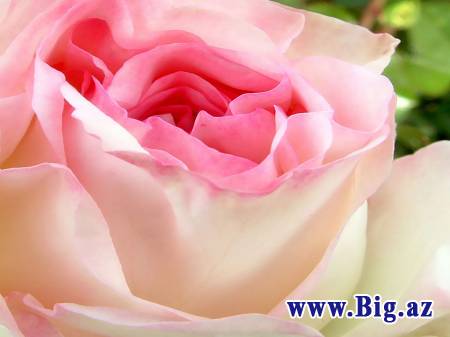 Gözəl Gül Şəkilləri