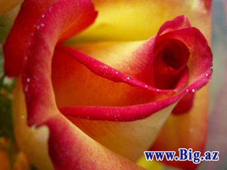 Gözəl Gül Şəkilləri