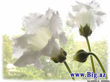 Gözəl Gül Şəkilləri