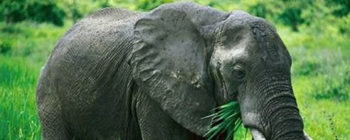 Ən uzun yaşayan heyvan hansıdır?