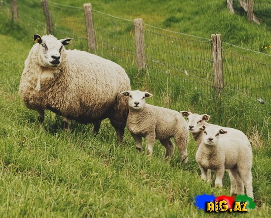 Heyvanların ailəvi şəkilləri - FOTO