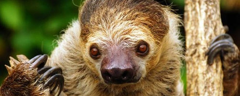 Dünyanın ən tənbəl heyvanları - FOTO